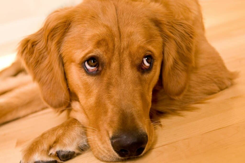 Why Does Your Dog Give You the Side Eye? - DogNerdly