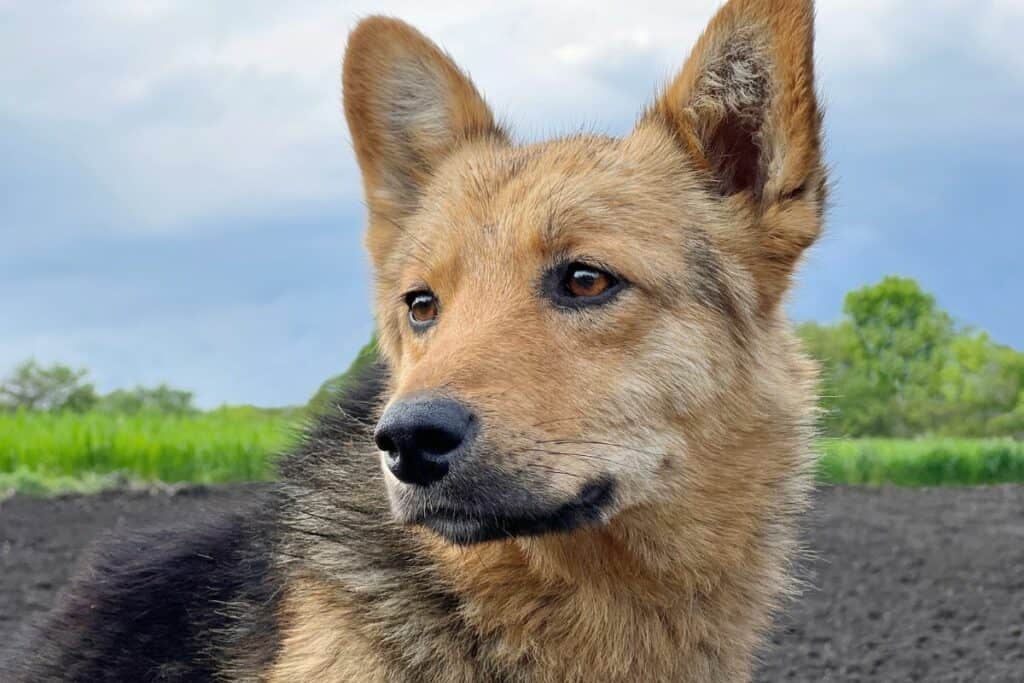 Why Does Your Dog Give You the Side Eye? - DogNerdly