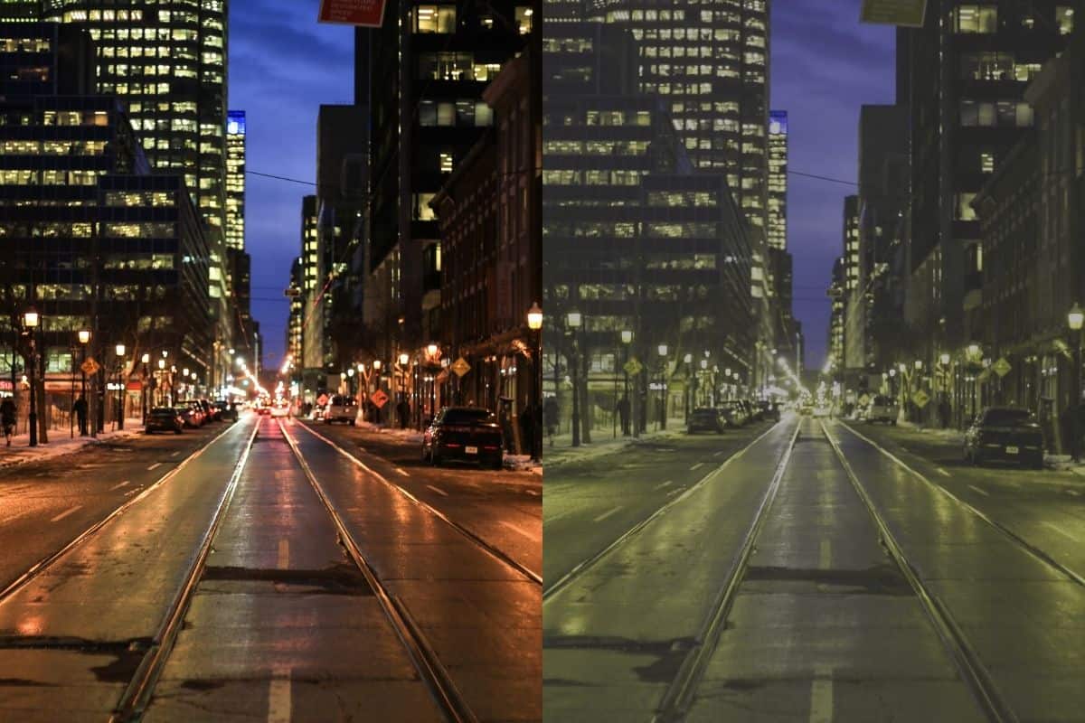 What Colors Can Dogs See? - DogNerdly